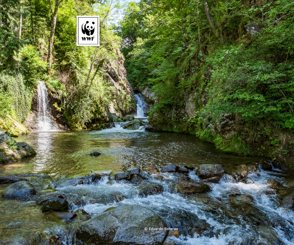 Fonds d'écran | WWF Suisse