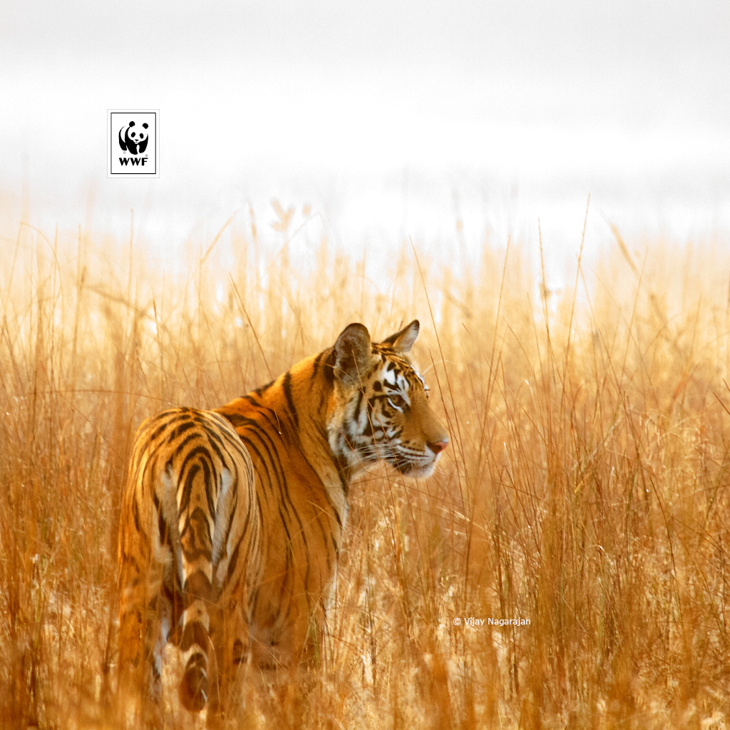 Fonds d’écran | WWF Suisse