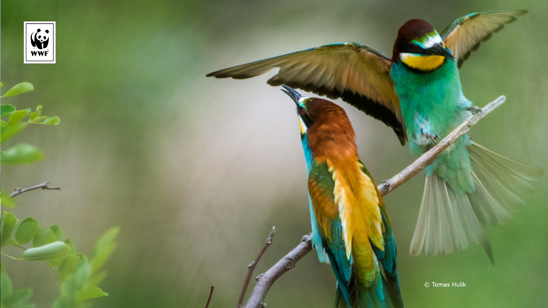 Wallpaper | WWF Schweiz