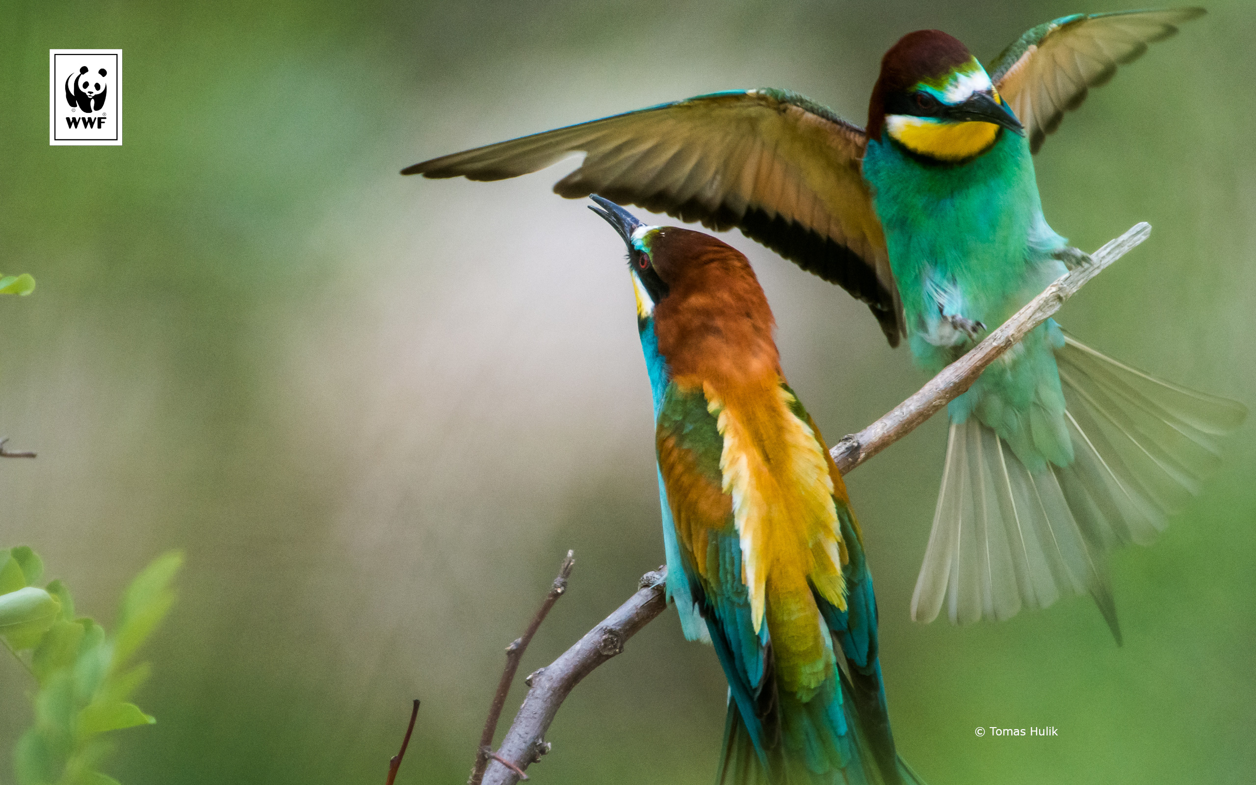 Wallpaper | WWF Schweiz