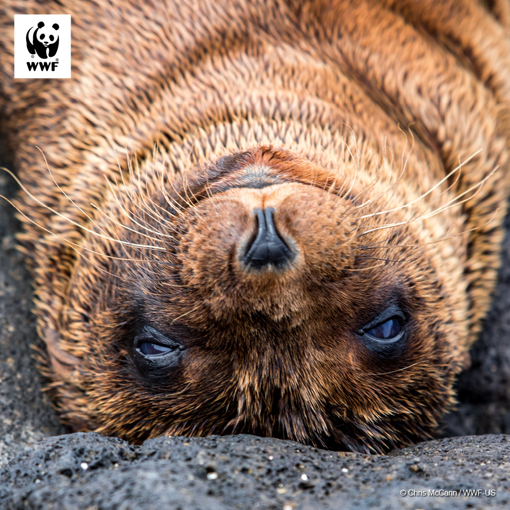 Fonds d’écran | WWF Suisse