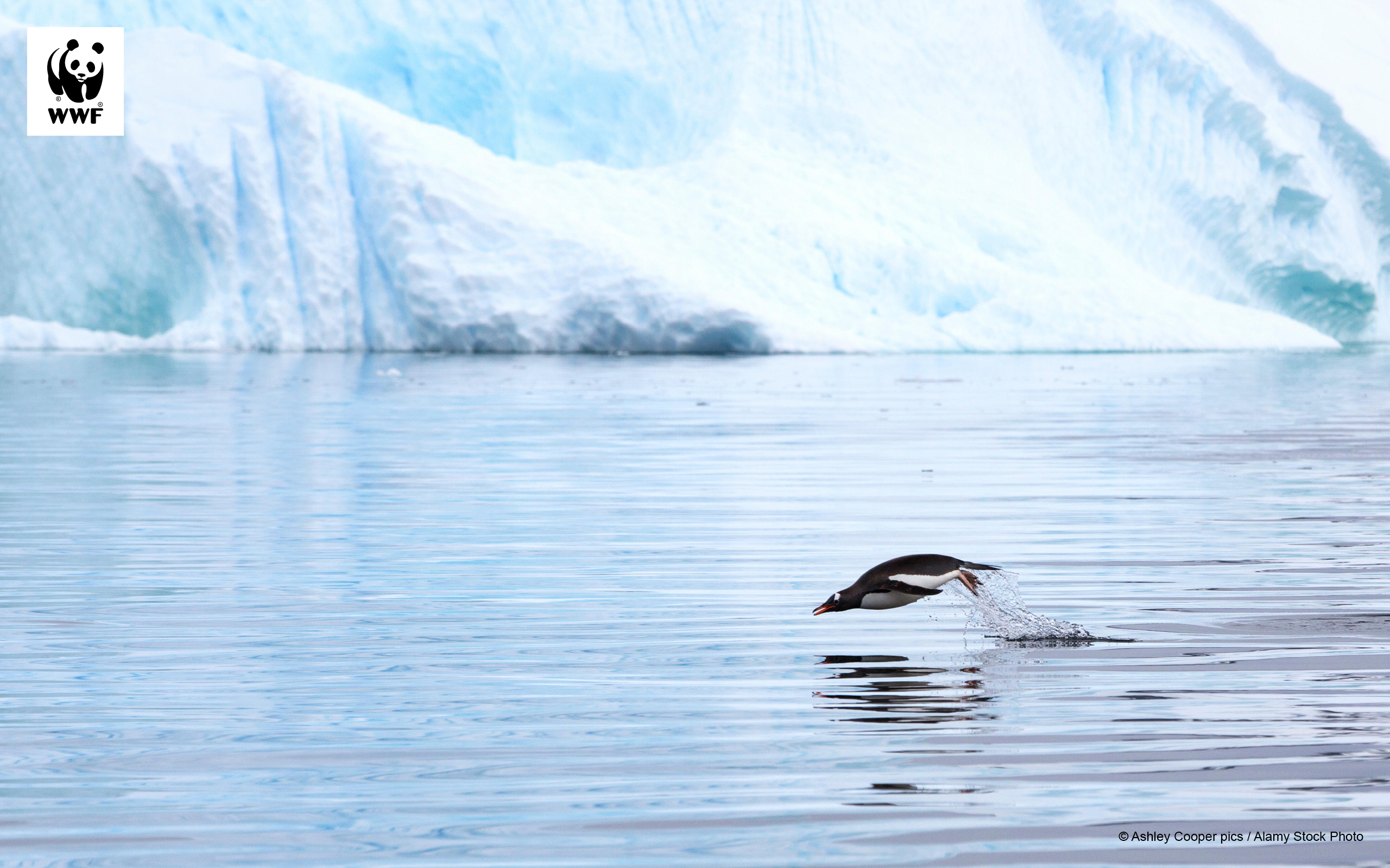 Fonds d'écran | WWF Suisse