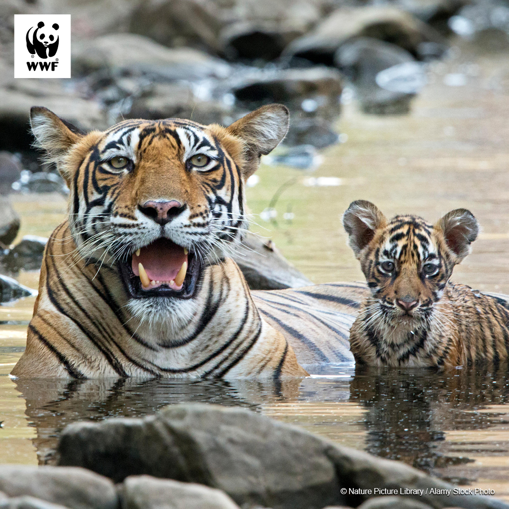 Fonds d'écran | WWF Suisse