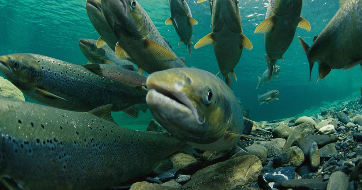 Lachs – Erstaunlicher Wanderer | WWF Schweiz