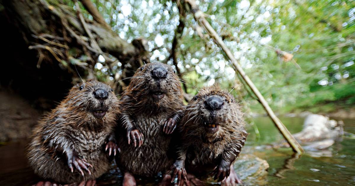 Castori - Fedele roditore | WWF Svizzera