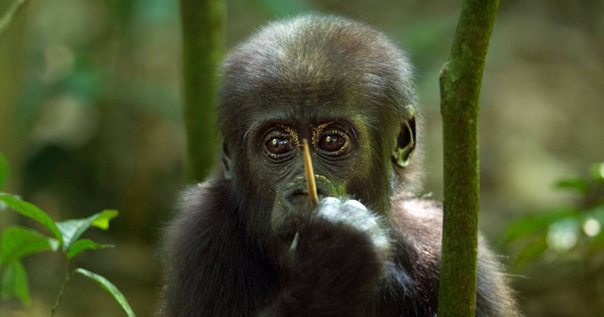 Scimmia Contro Gorilla Scimmia Contro Gorilla