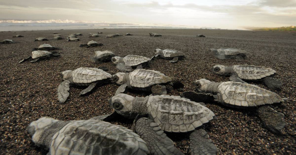 Nos objectifs: façonner ensemble le monde de demain | WWF Suisse
