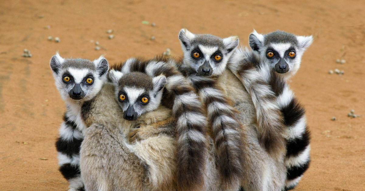 Lemuren – Einzigartig und vielfältig | WWF Schweiz