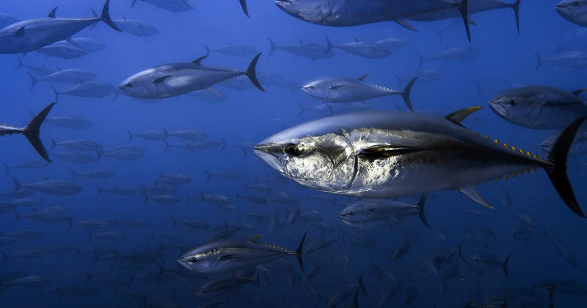 Thunfische – Geschmeidig, schnell und stark | WWF Schweiz