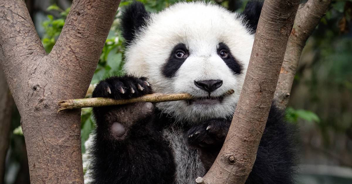 Il panda gigante, un adorabile vegetariano | WWF Svizzera