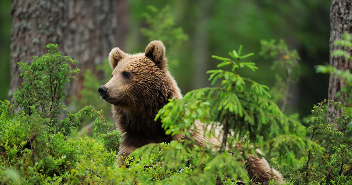 Aider l’ours brun | WWF Suisse