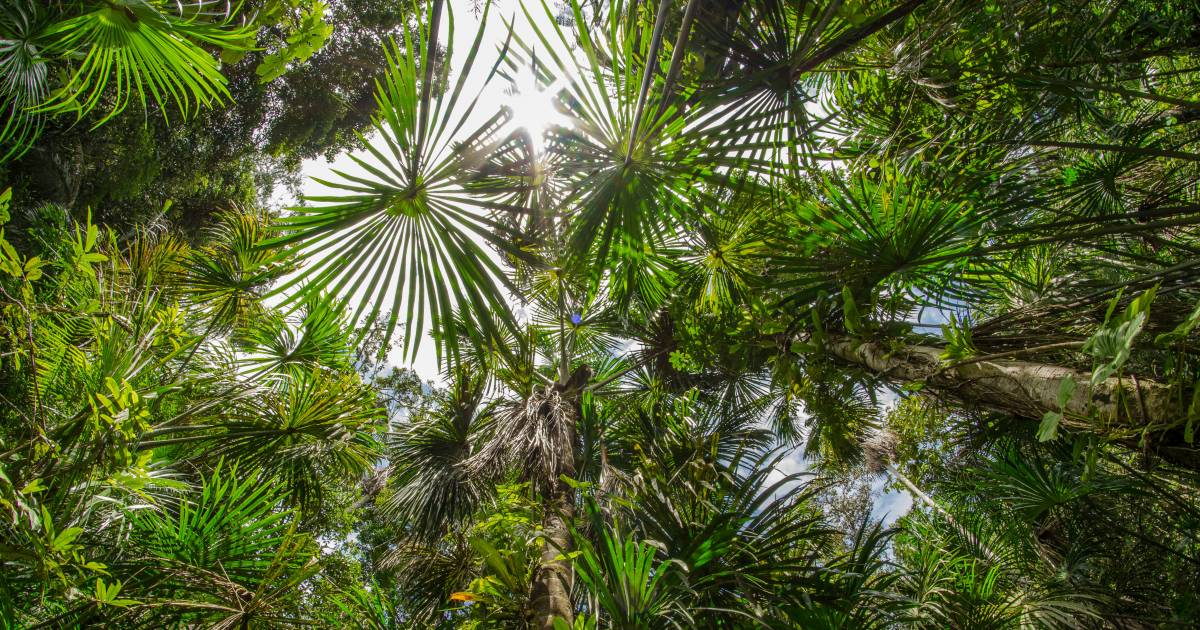 WWF-Bericht zu Artenvielfalt, Kaffee und Krokodil und Lesula-Affe: 742 ...