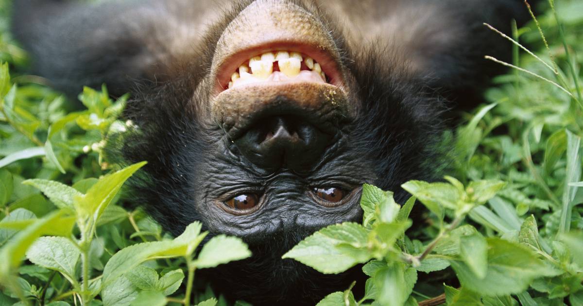 Bonobo - I nostri parenti più stretti | WWF Svizzera