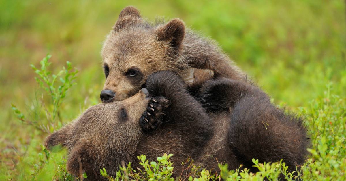 Ours brun - Le retour d'un Suisse authentique | WWF Suisse
