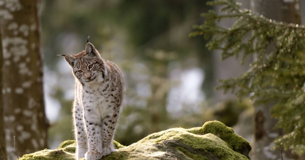 Dem Luchs helfen | WWF Schweiz
