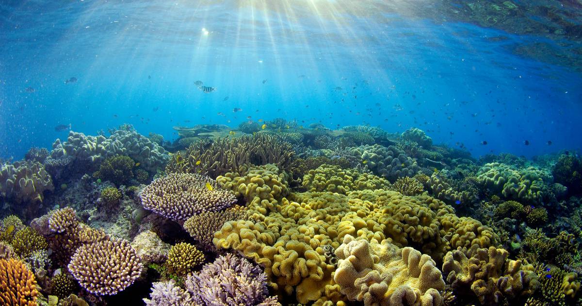 Il nostro quiz sugli oceani | WWF Svizzera