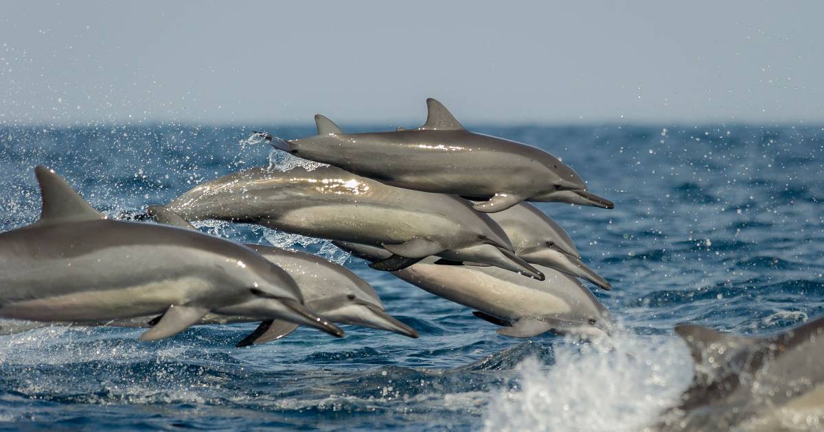 Delfine – Akrobaten der Meere | WWF Schweiz