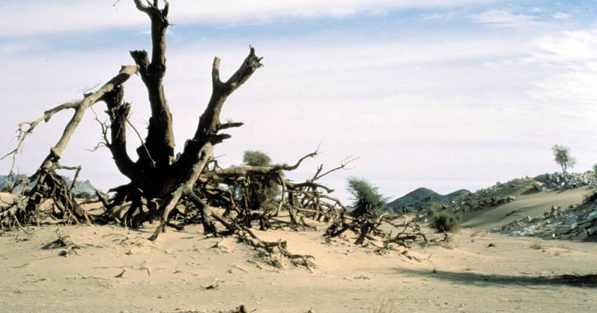 Désertification: les hommes et la biodiversité en danger | WWF Suisse