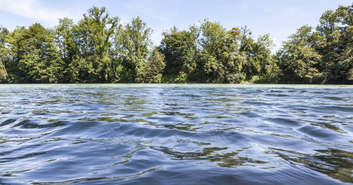 Webinar Der Lachs kehrt heim | WWF Schweiz