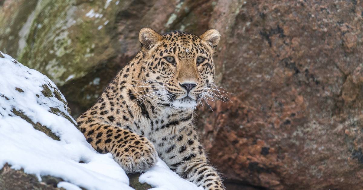 Protection de la panthère de Perse dans le Caucase | WWF Suisse