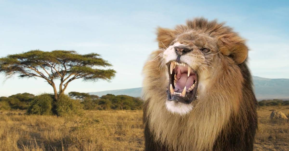 Fun Facts aus der Tierwelt | WWF Schweiz