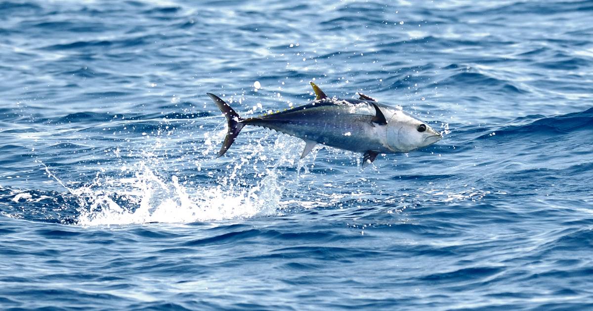 Un succès pour la protection des espèces : le thon rouge de l ...