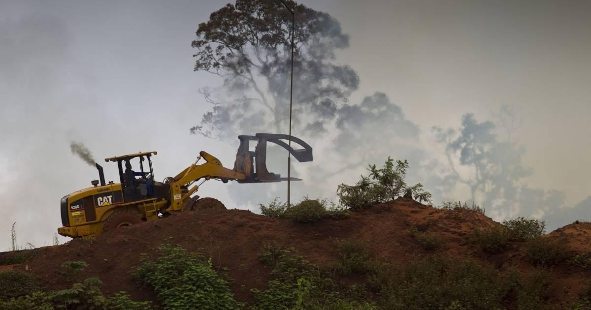 De la destruction des forêts tropicales à la pandémie | WWF Suisse