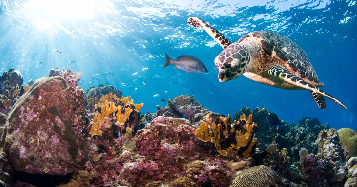 Quante ne sai sugli oceani? | WWF Svizzera