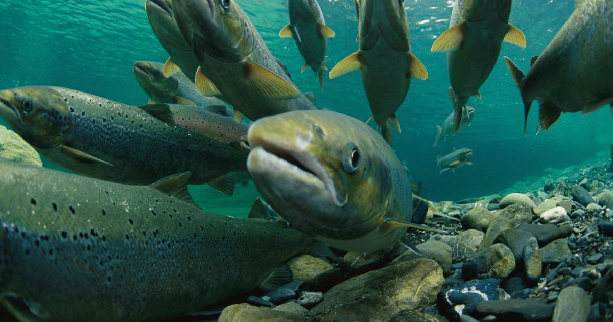 Lachs – Erstaunlicher Wanderer | WWF Schweiz