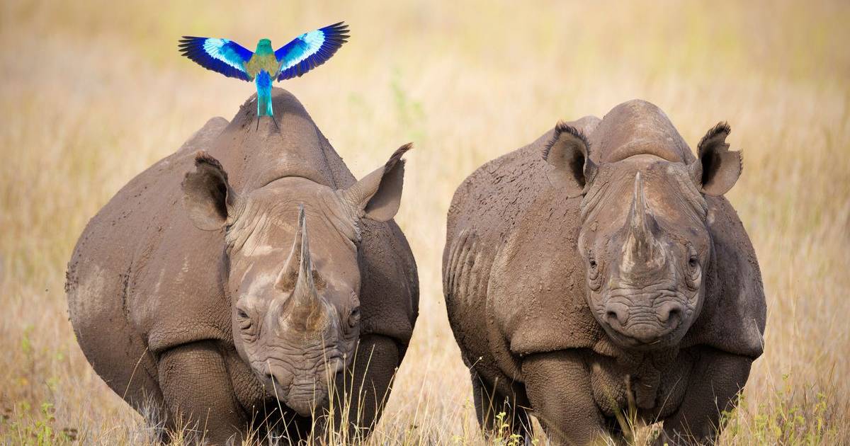 Das WWF-Jahr 2020: Weltweit im Einsatz | WWF Schweiz