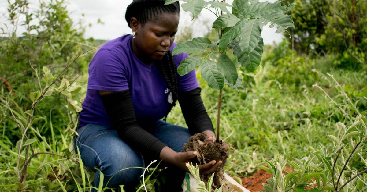 «Forest Landscape Restoration»: Waldwiederherstellung in Afrika | WWF ...