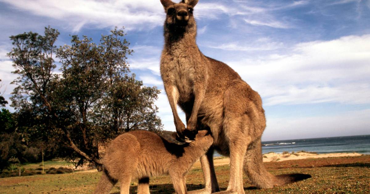 Rucksäcke und Taschen | WWF-Shop