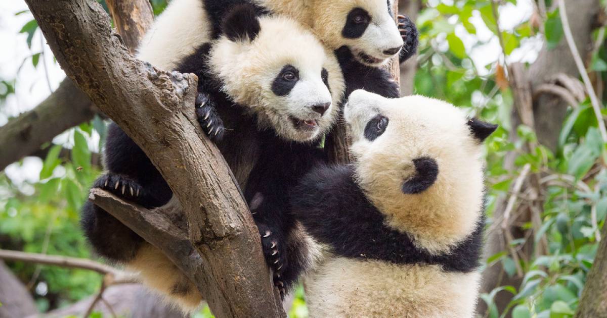 WWF-Kollektion | WWF-Shop