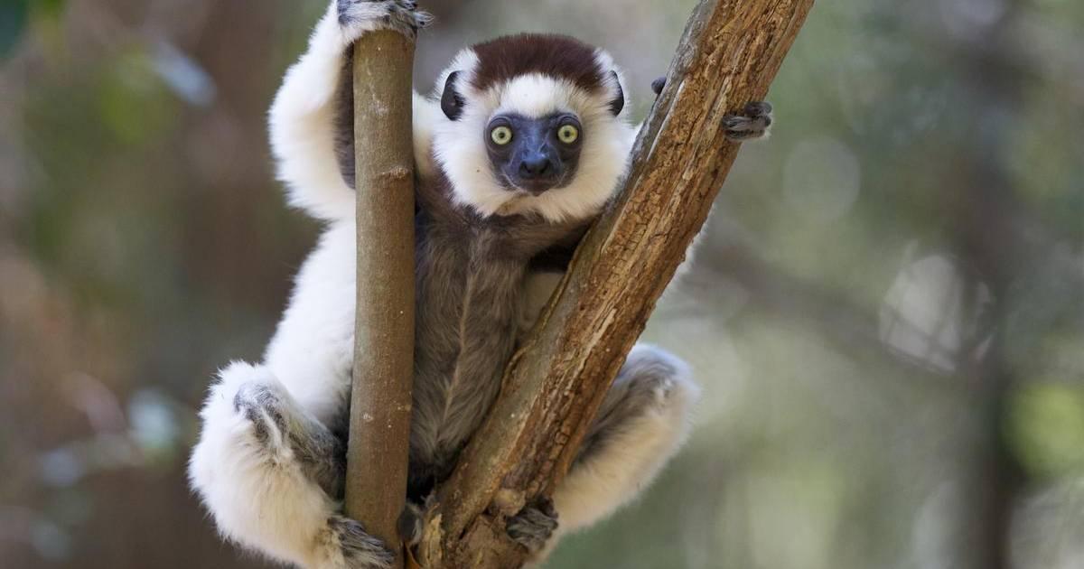 Aktuelles | WWF-Shop