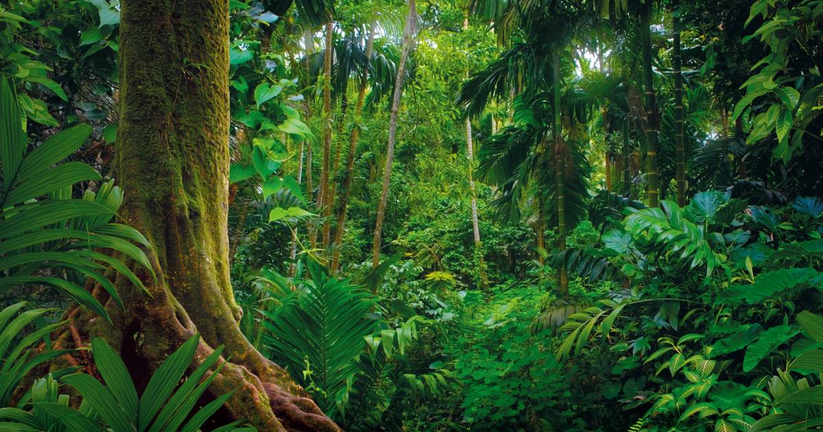 Wie gut kennen Sie den Regenwald? | WWF Schweiz