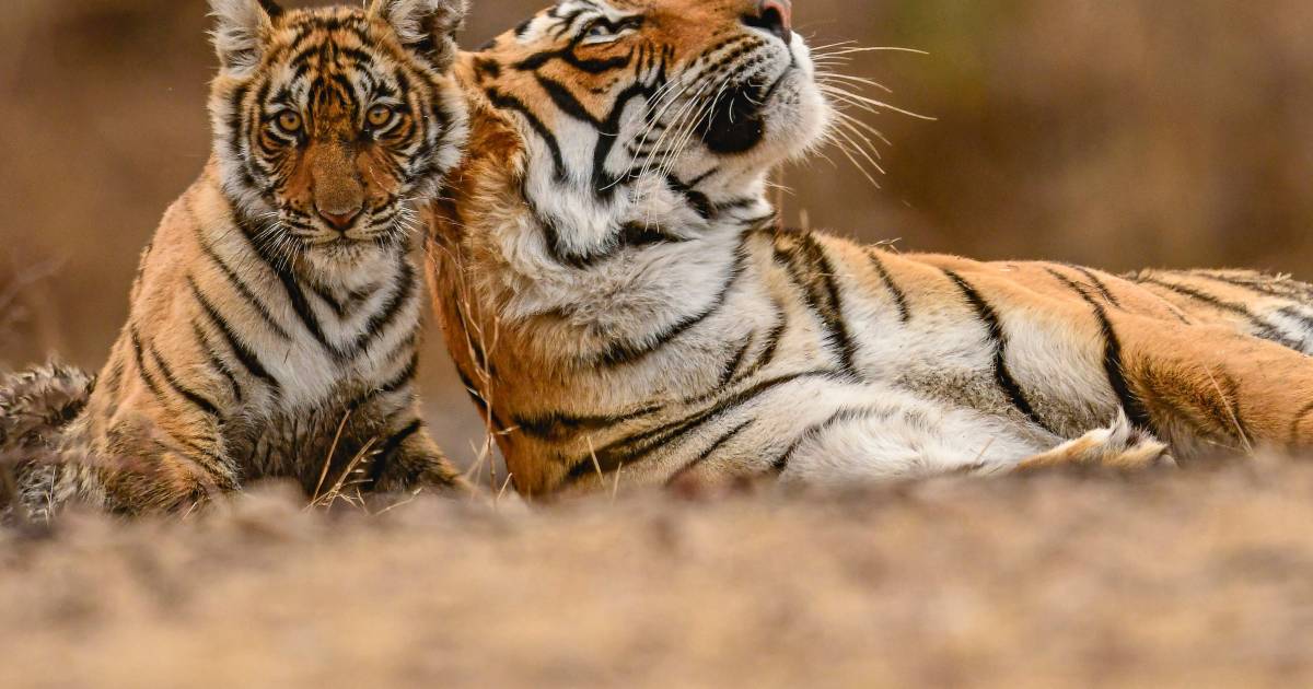 Succès du WWF rétrospective 2023 | WWF Suisse