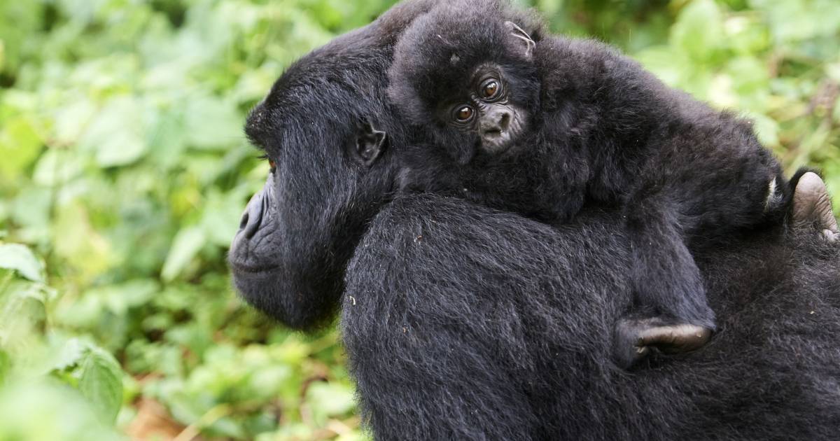 La natura lancia un grido di allarme: il WWF Living Planet Report ...