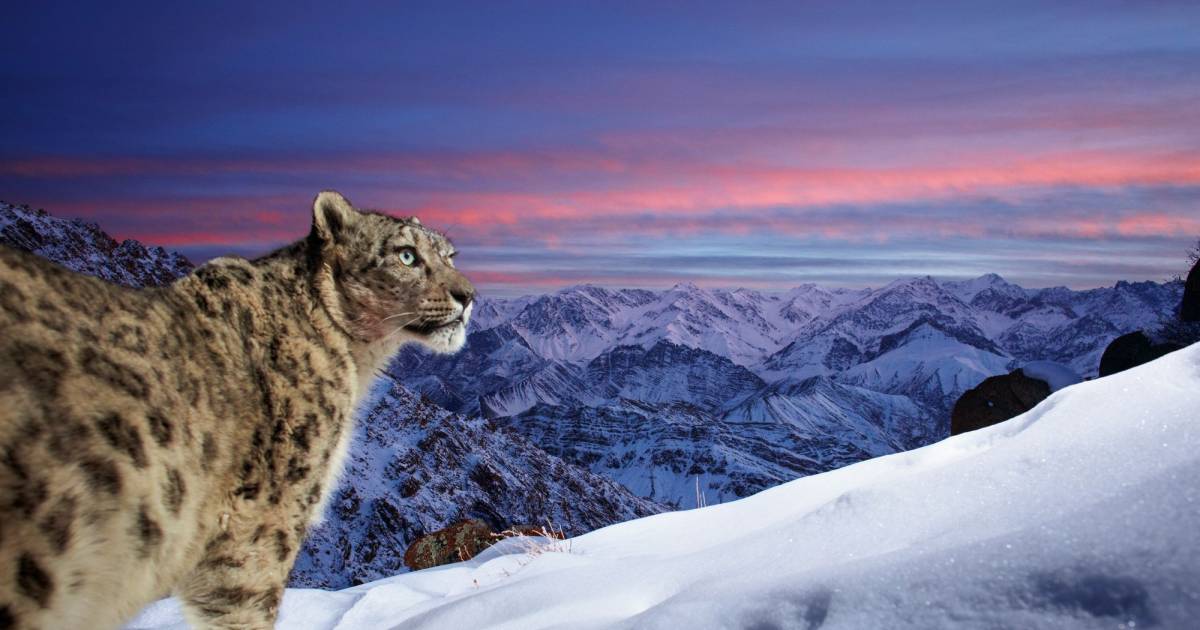 Le léopard des neiges: bien camouflé mais menacé | WWF Suisse