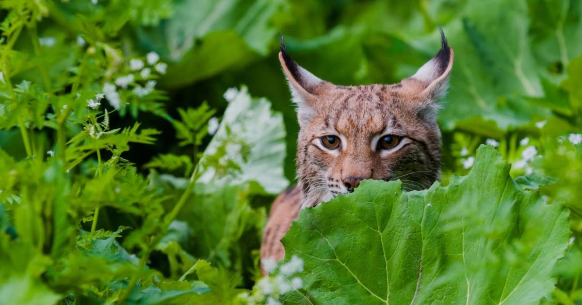 Luchs in der Schweiz: Mehr als ein Wildtier – ein Symbol für intakte ...