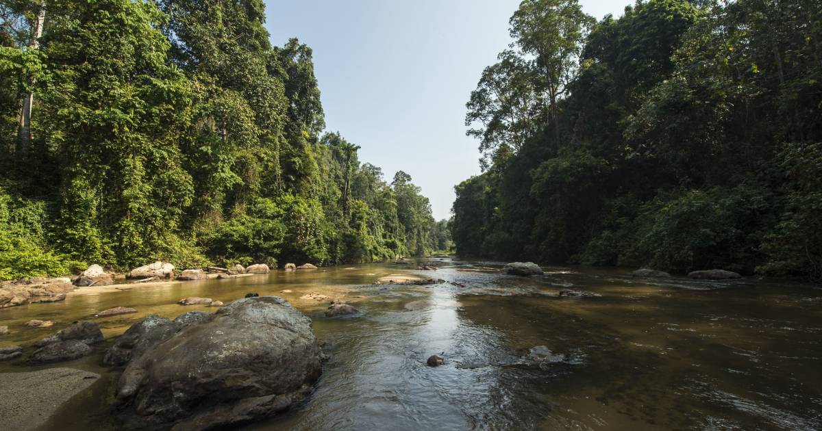 Ulu Muda – Malaysia: Biodiversität und Gemeinschaft stärken | WWF Schweiz