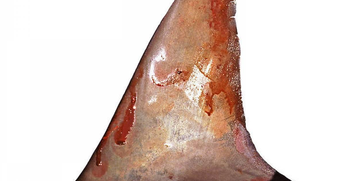 WWF Souvenir Ratgeber: Kann ich Haifischflossen in die Schweiz einführen?