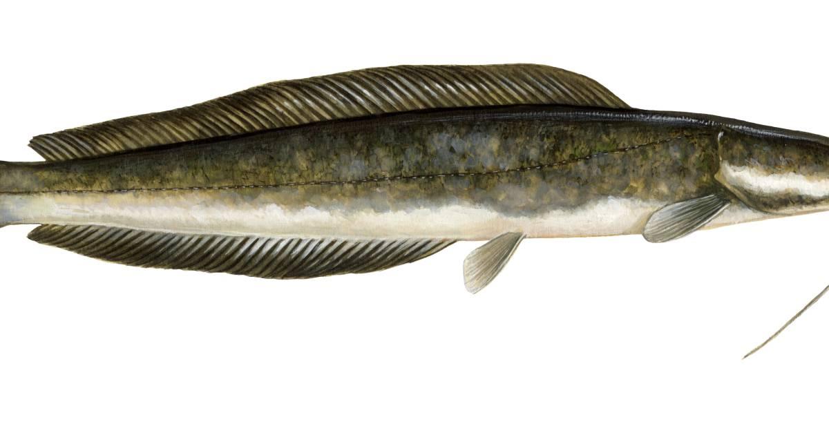 Wels, Afrikanischer Wels, Europäischer Wels im WWF Einkaufsratgeber ...