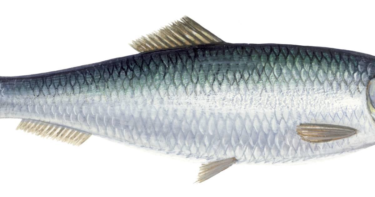 Sprotte im WWF Einkaufsratgeber: Stammt Sprotte aus nachhaltiger Quelle?