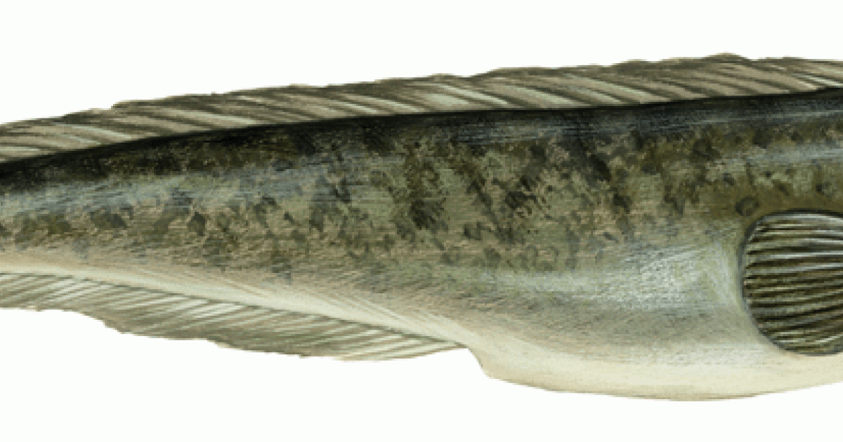 Steinbeisser, Katfisch, Seewolf im WWF Einkaufsratgeber: Stammt ...