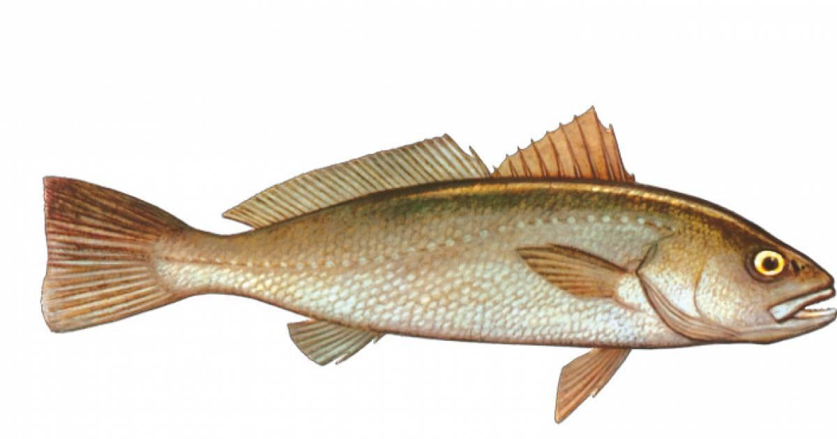 Adlerfisch im WWF Einkaufsratgeber: Stammt Adlerfisch aus nachhaltiger ...