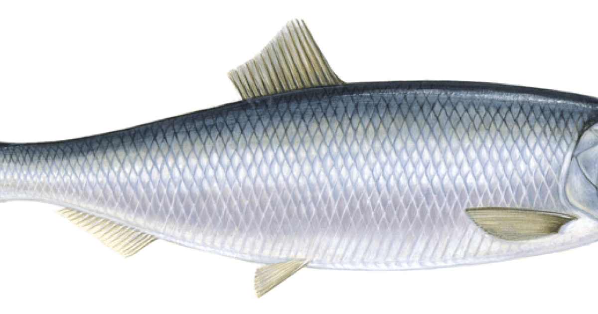 Hering im WWF Einkaufsratgeber: Stammt Hering aus nachhaltiger Quelle?