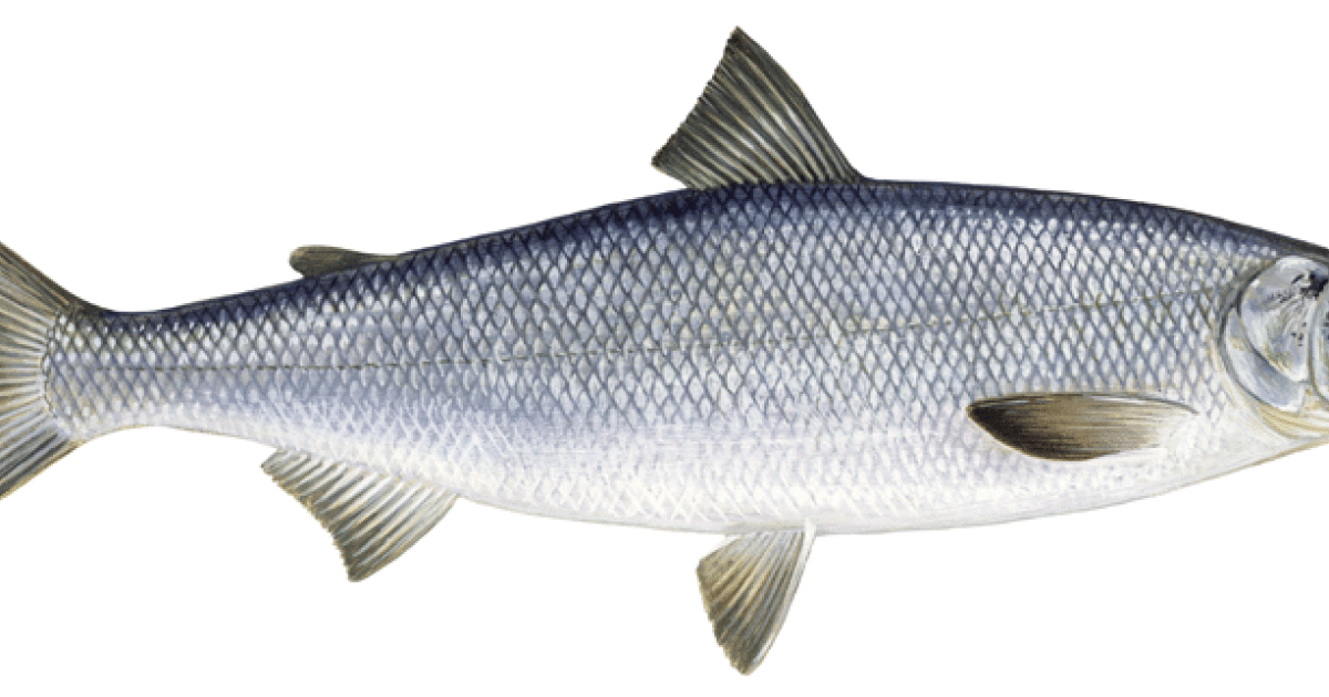 Féra ou corégone dans le guide d'achat WWF: Féra ou corégone de source ...