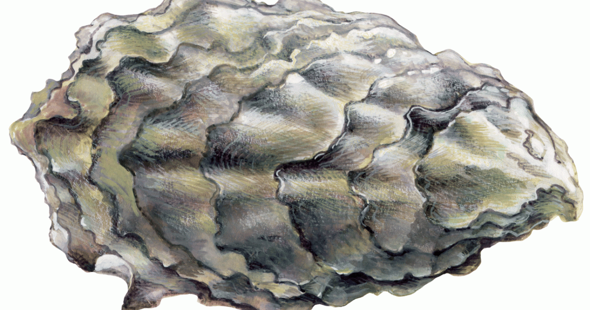 Auster im WWF Einkaufsratgeber: Stammt Auster aus nachhaltiger Quelle?