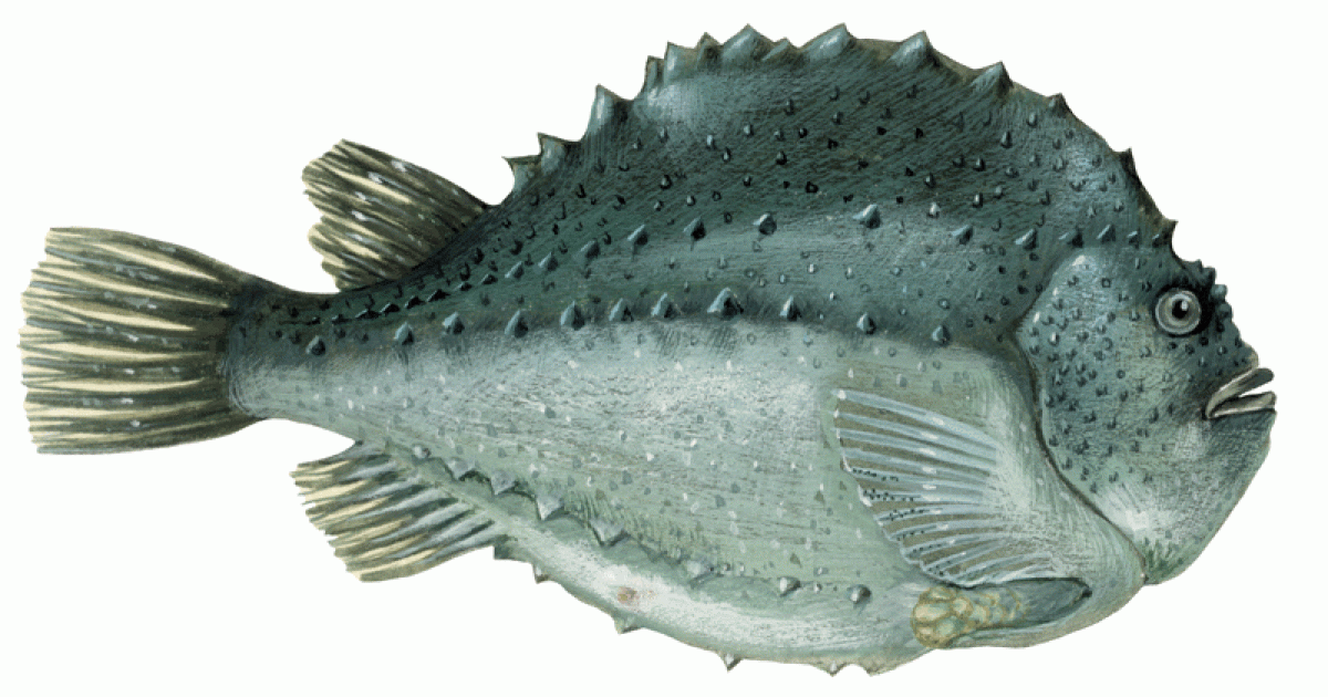 Seehase im WWF Einkaufsratgeber: Stammt Seehase aus nachhaltiger Quelle?