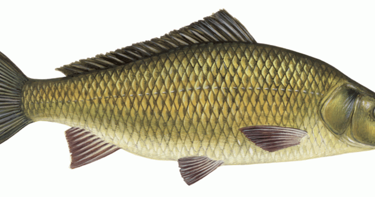 Carpa nella Guida WWF. Carpa da fonte sostenibile?